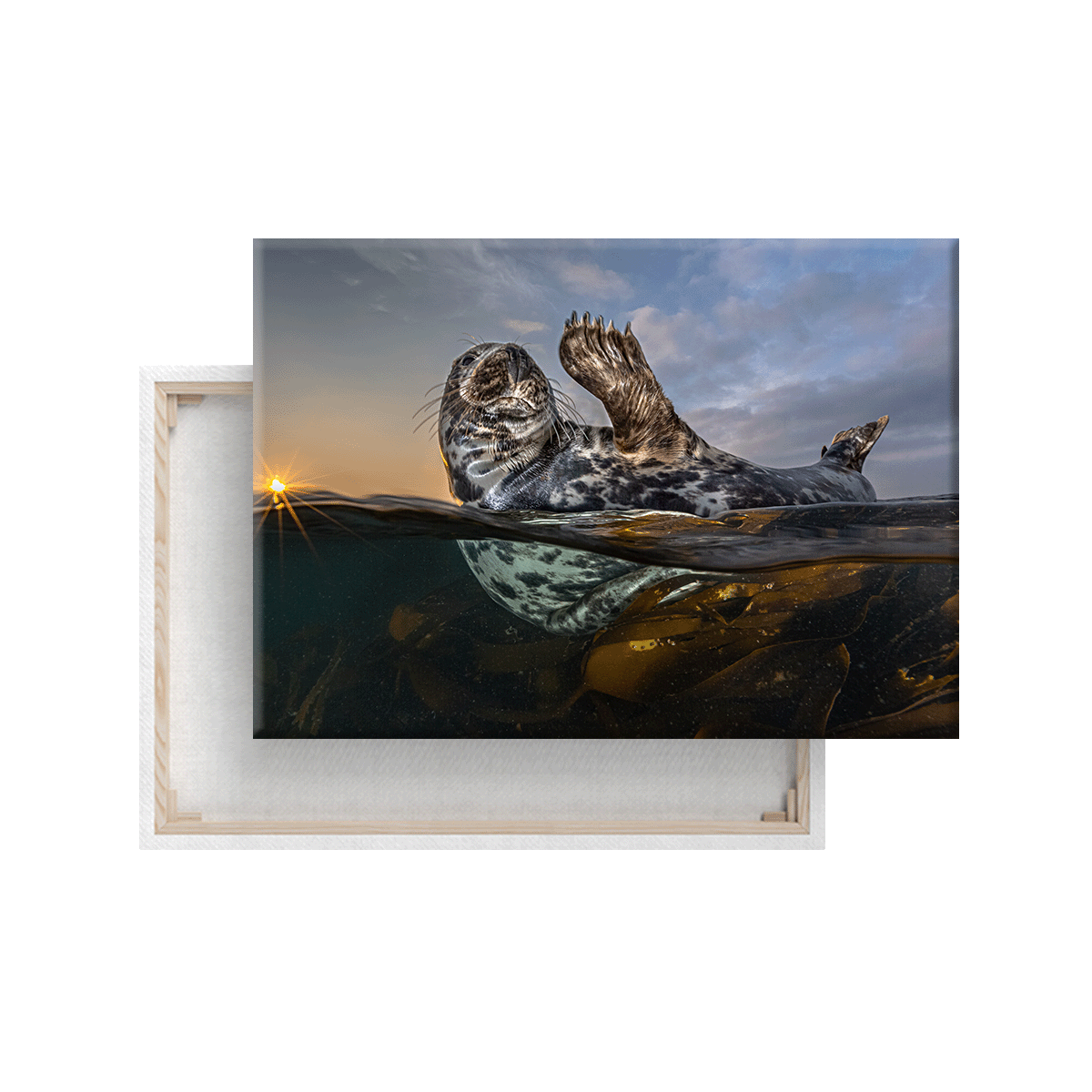 Winkende Robbe (Leinwandprint 60x90cm) – Mission Erde Photo